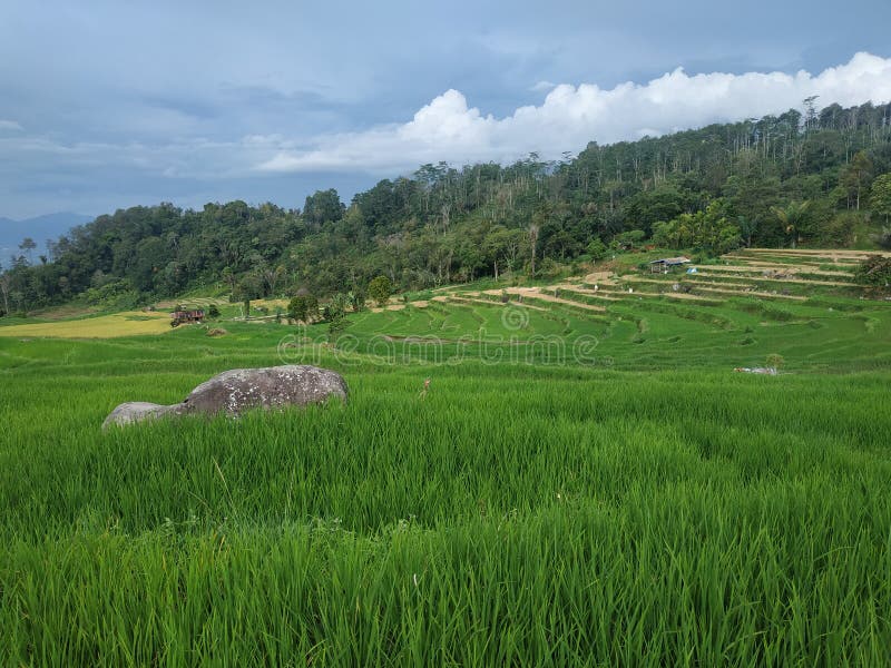 Rice Fields Under Mount Sago Stock Photo - Image of rice, fields: 266480380