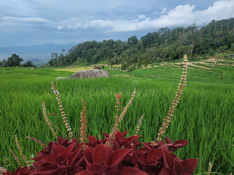 Rice Fields Under Mount Sago Stock Photo - Image of rice, sago: 266480618