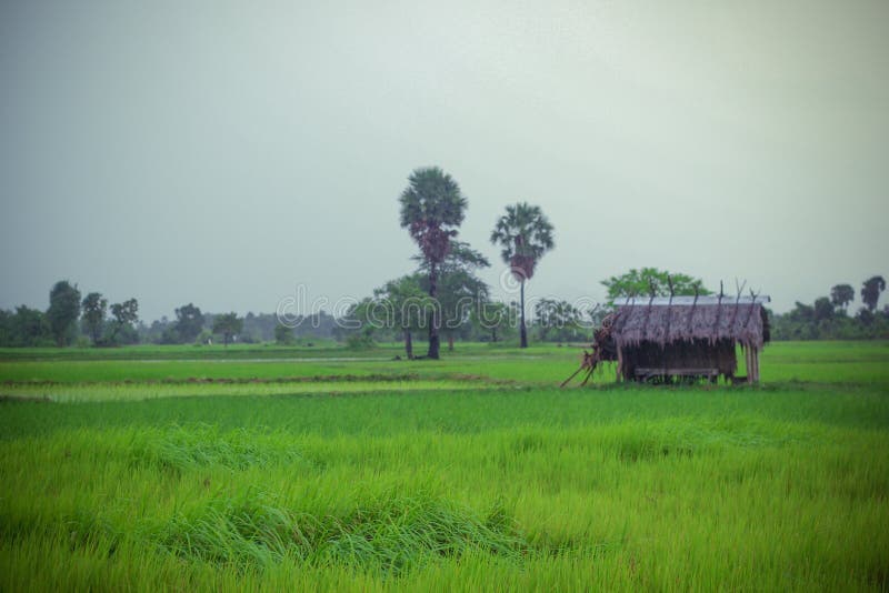 Rice Field Under the Rain in Countryside Stock Image - Image of oxes ...