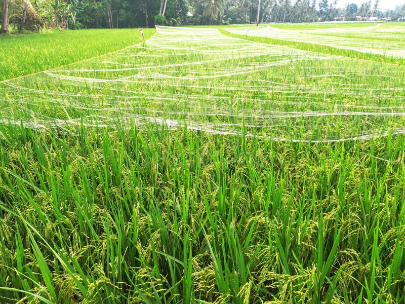 Bird-trap stock photo. Image of lattice, container, hunting - 69108614