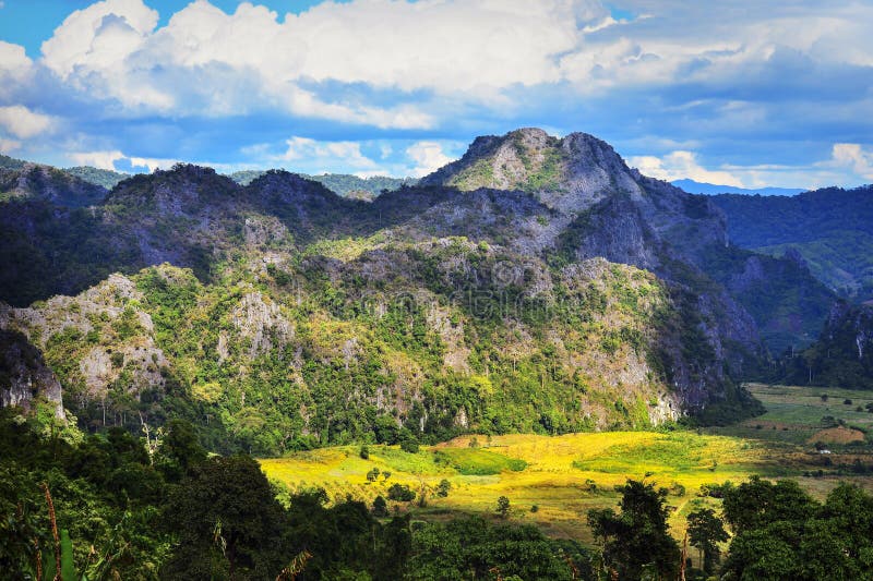 Rice fields in the valley stock photo. Image of central - 89529992