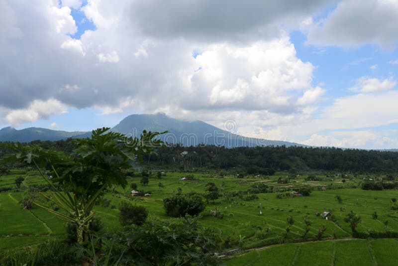 Rice Fields in a Valley at Morning Light. Bali Island Stock Image ...