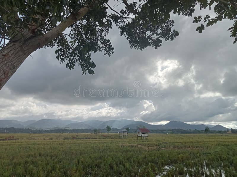 Rice Fields with Very Cloudy Sky Stock Image - Image of rice, cloudy ...