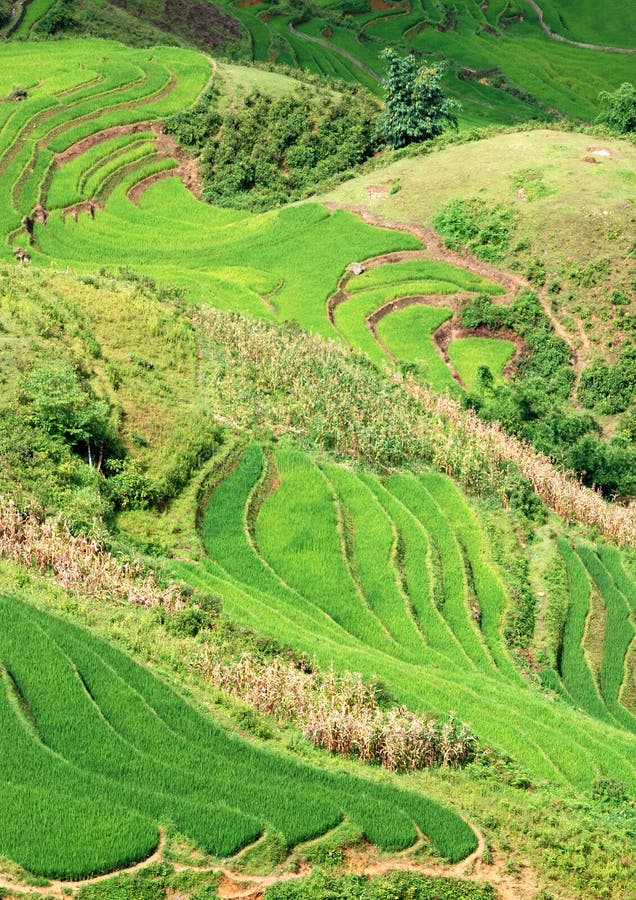 Rice fields in Vietnam stock image. Image of sapa, nature - 16625765