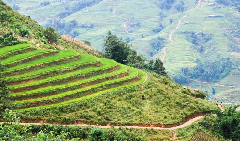 Rice fields in Vietnam stock image. Image of vietnam - 16712601