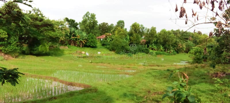 Rice fields stock image. Image of view, beautiful, decorated - 261645103