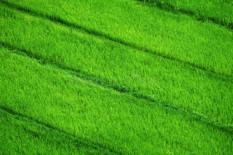 Rice Fields. View from Above Stock Photo - Image of horizontal, meadow ...