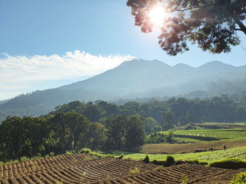 Rice Fields View in Front of a Volcano Stock Image - Image of welirang ...