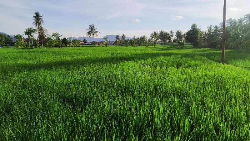 Rice Fields View when Sunset Stock Photo - Image of plain, view: 253569938