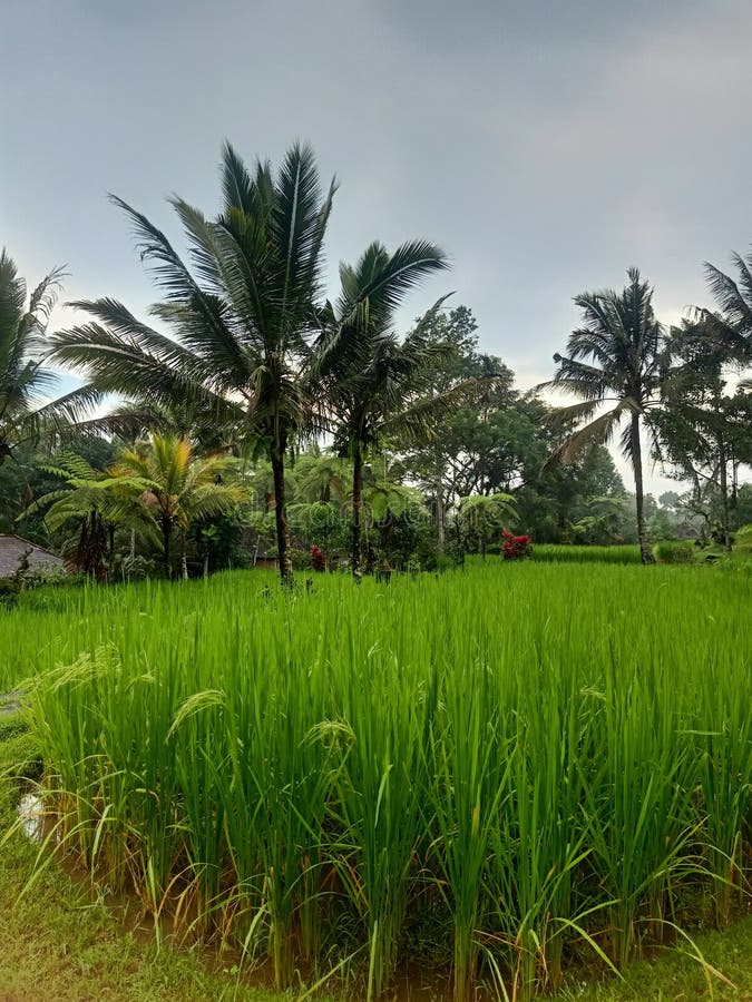 Rice fields stock image. Image of breath, refresh, fresh - 263661875