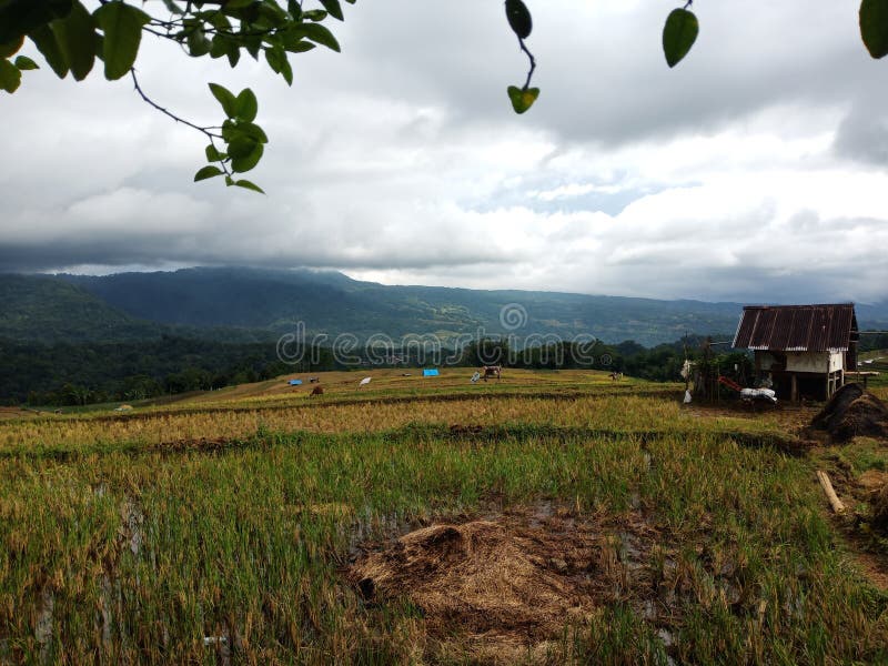 Rice Fields in the Village Against the Clouds in the Sky Stock Image ...