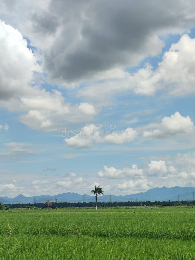 Rice Fields in the Village. Daytime View of Green Rice Fields Stock ...