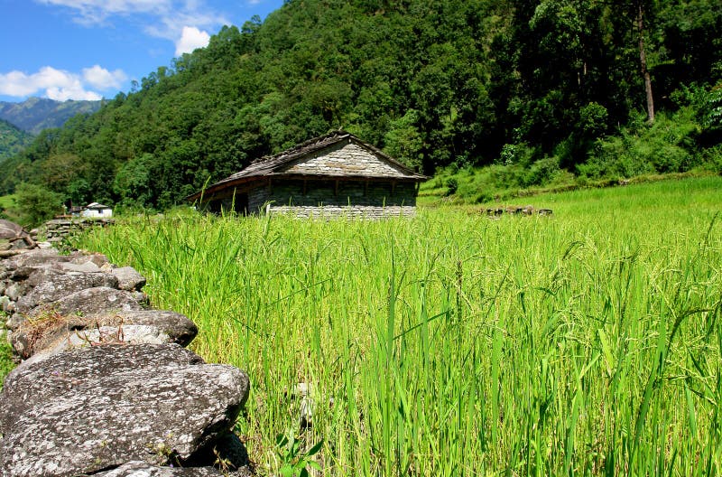 Rice Fields and Village. Himalayan Landscape Stock Photo - Image of ...