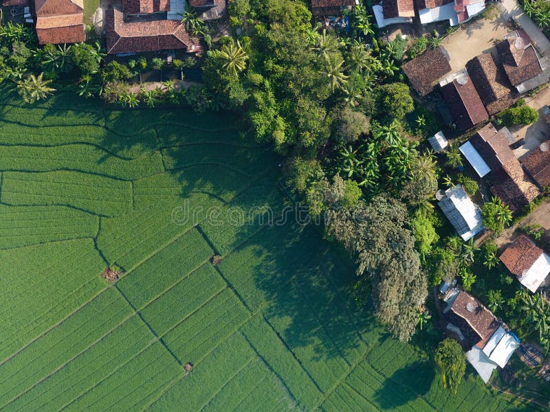 Rice Fields beside the Village in Lampung, Indonesia Stock Image ...