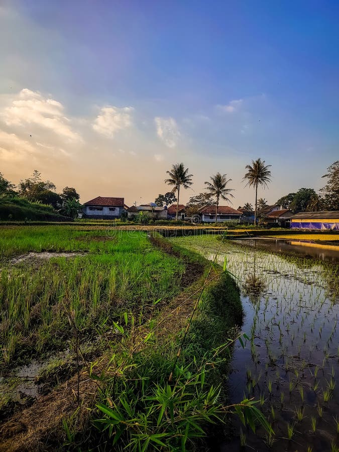 Rice fields and a village stock photo. Image of waterway - 226785634