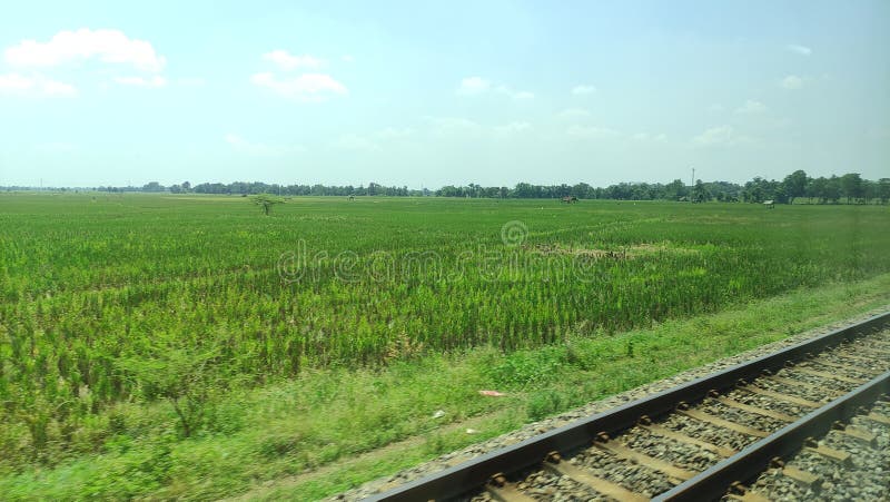 Rice fields at the village stock image. Image of rice - 248295139
