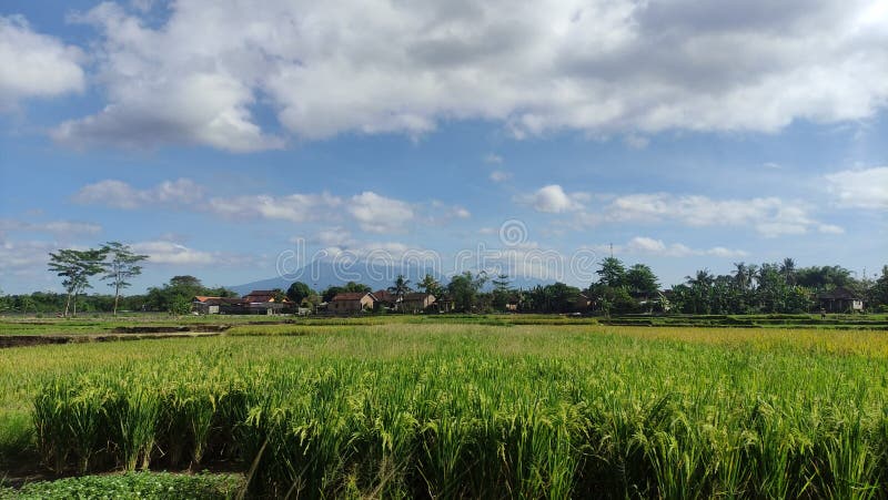 Rice fields at the village stock image. Image of agriculture - 250607461