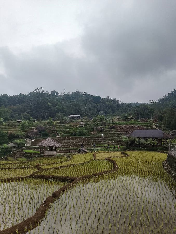 Rice Fields in a Village with Very Beautiful Views Stock Photo - Image ...