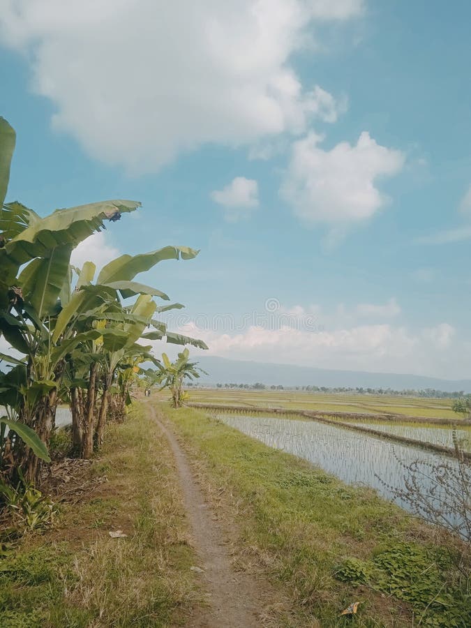 Rice Fields Village Wide Mountains Clouds Sky Banana Trees Stock Photo ...