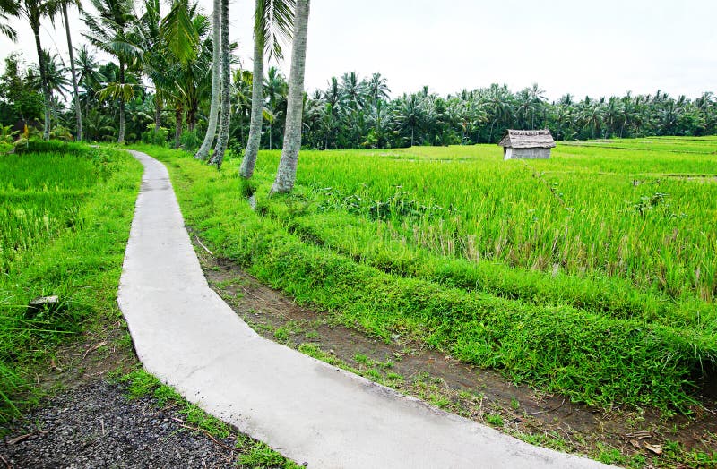 Rice Fields Walking Path, Bali Countryside View Stock Image - Image of ...