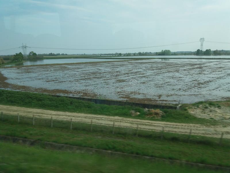 Rice fields with water stock photo. Image of green, panorama - 184879820