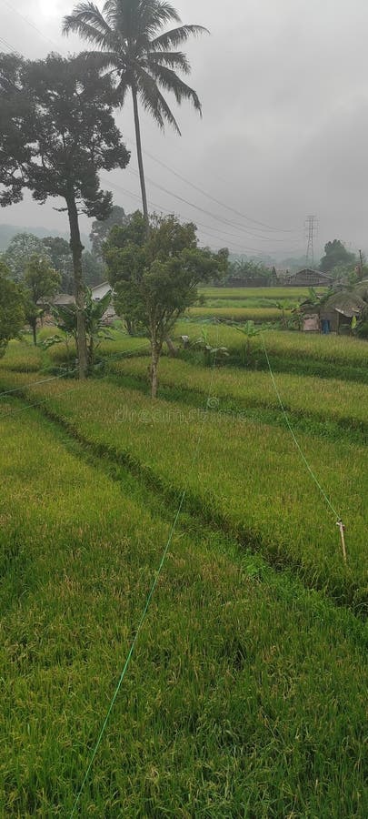 Rice fields in west java stock photo. Image of prairie - 261022842