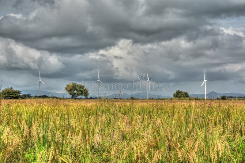 Rice Fields in Rural Valley Stock Image - Image of farmland, asian ...