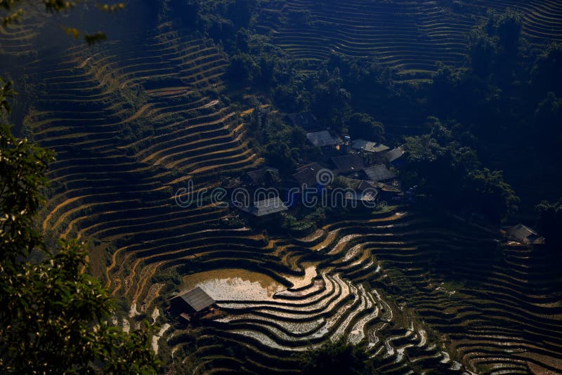 Rice Fields in Winter in Sapa, Vietnam Stock Photo - Image of scenic ...
