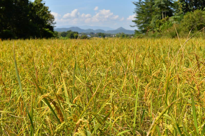 Rice fields Yellow stock photo. Image of glass, foods - 62819690