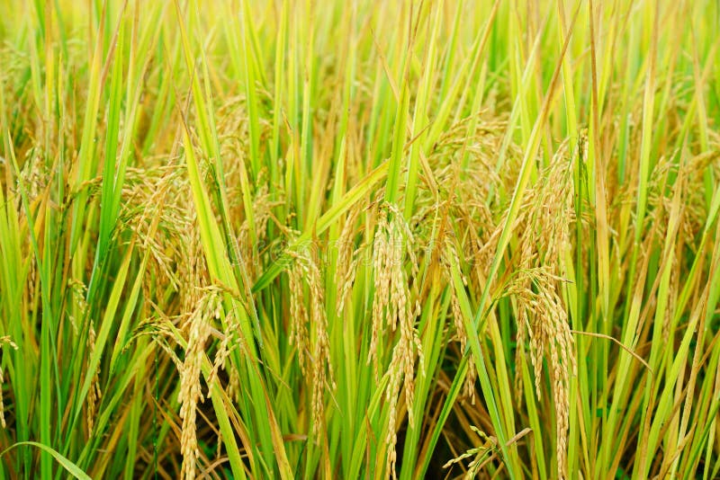886 Rice Growing Gold Coins Stock Photos - Free & Royalty-Free Stock ...