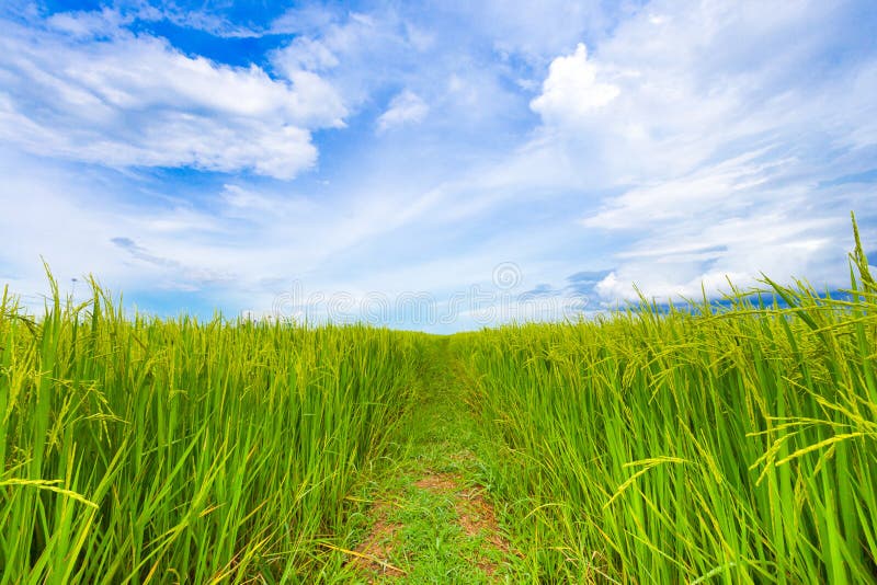 Grassy Rice Field In Dajia, Taiwan Stock Photo - Image of dajia, rice ...