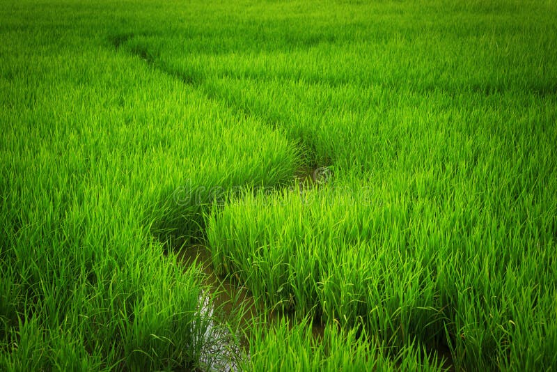 The Rice Fiels stock image. Image of water, field, langkawi - 37673623