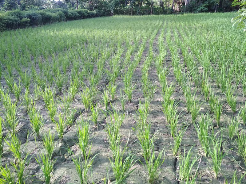 1,979 Fild Photos - Free & Royalty-Free Stock Photos from Dreamstime