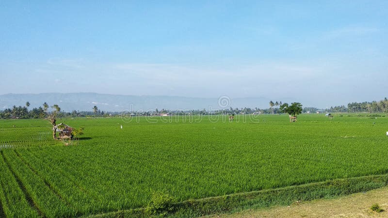 Rice fild stock image. Image of view, rice, green, starting - 201087721
