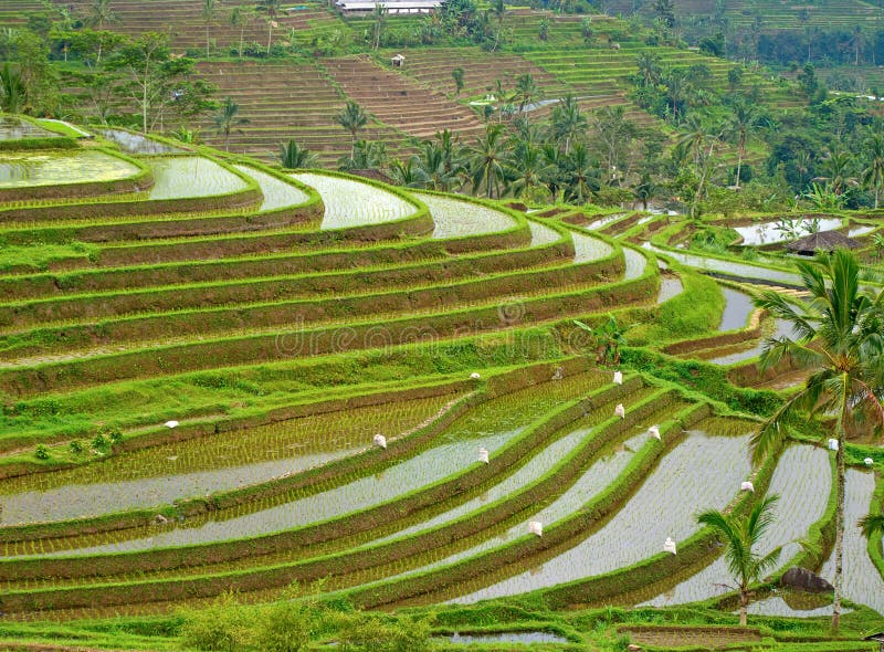 Rice filed stock photo. Image of meadow, farm, asian - 19507798
