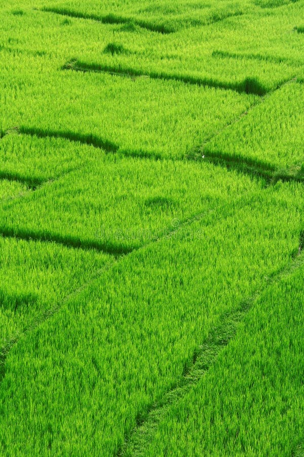 Rice filed stock photo. Image of city, staple, asian - 21390708