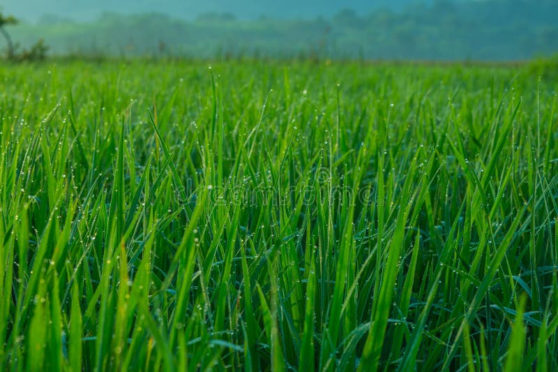 Rice filed stock image. Image of plain, plant, food - 291038883