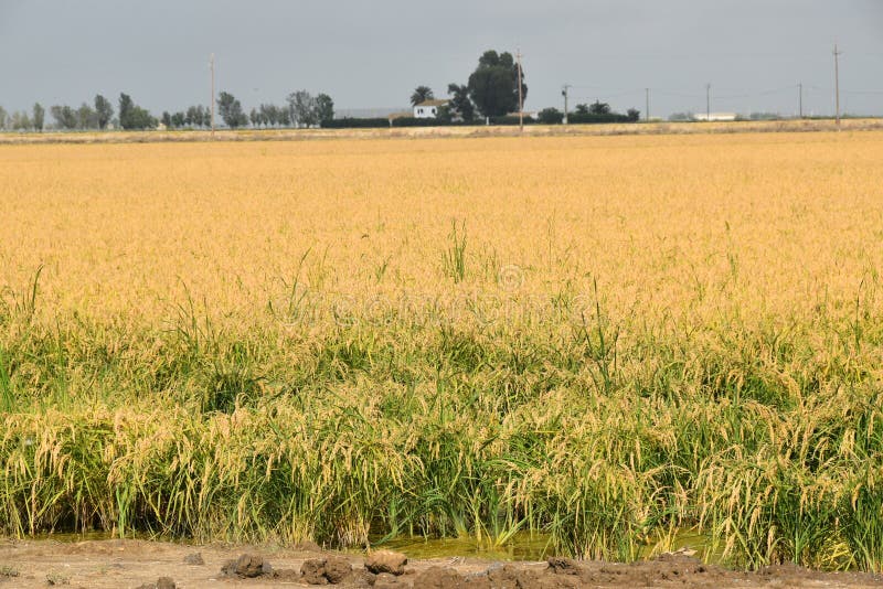 A rice filed of the delta stock image. Image of collection - 177852819