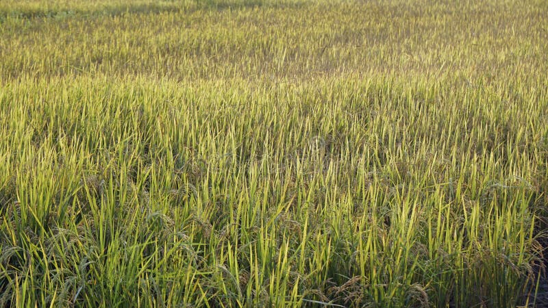 Rice filed in siem reap stock photo. Image of farmland - 316560130