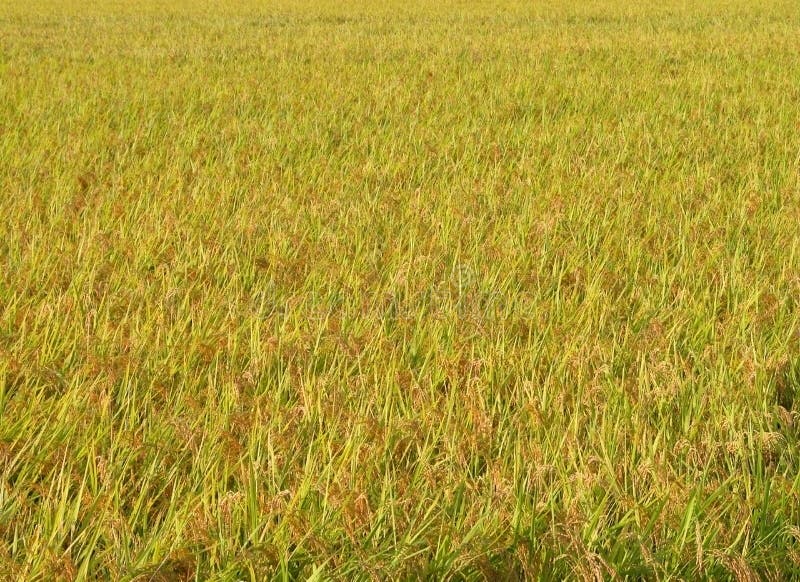 Rice field detail stock image. Image of crop, botany, japan - 235677