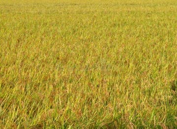 Rice filed texture stock image. Image of japan, texture - 481465