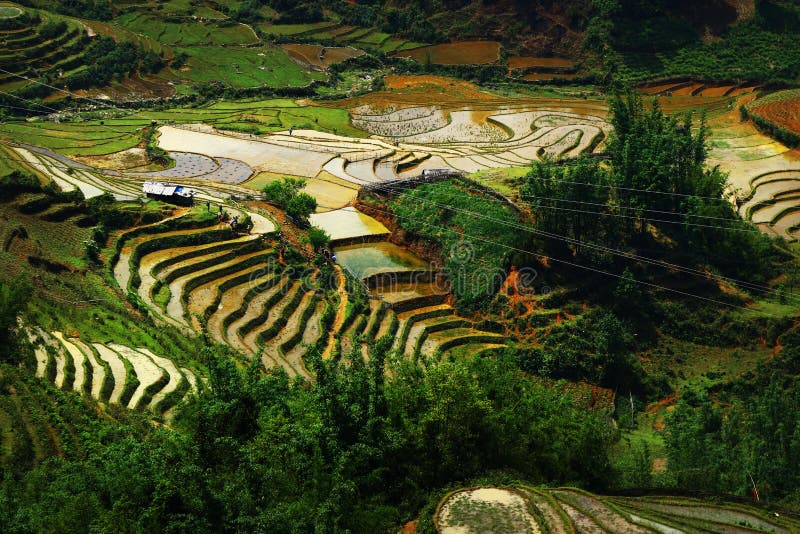 Rice filed view stock image. Image of agriculture, china - 97814109