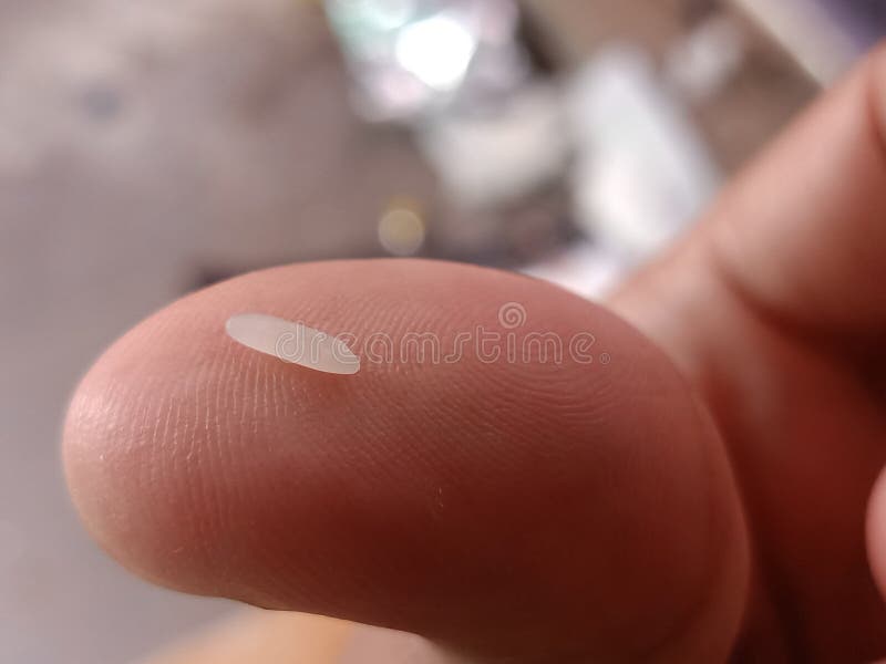 Rice on finger stock image. Image of finger, plant, thumb - 211636453