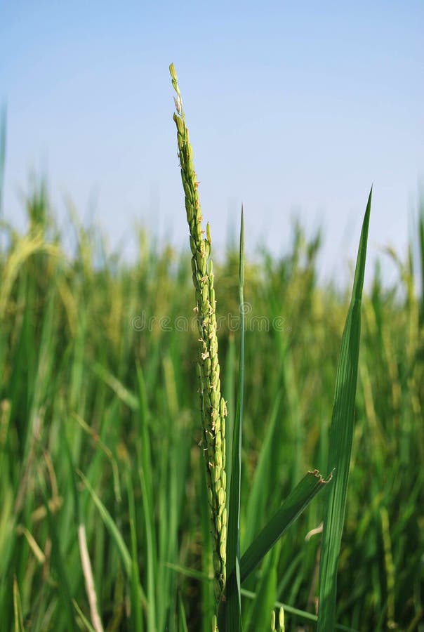 Rice flower stock photo. Image of lush, cereal, growth - 11199744