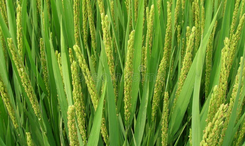 Rice flower stock photo. Image of agriculture, flowering - 12115986