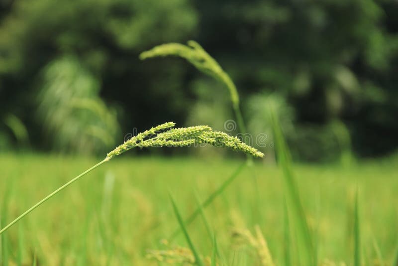 Rice Flower. stock photo. Image of field, outdoor, food - 33662770