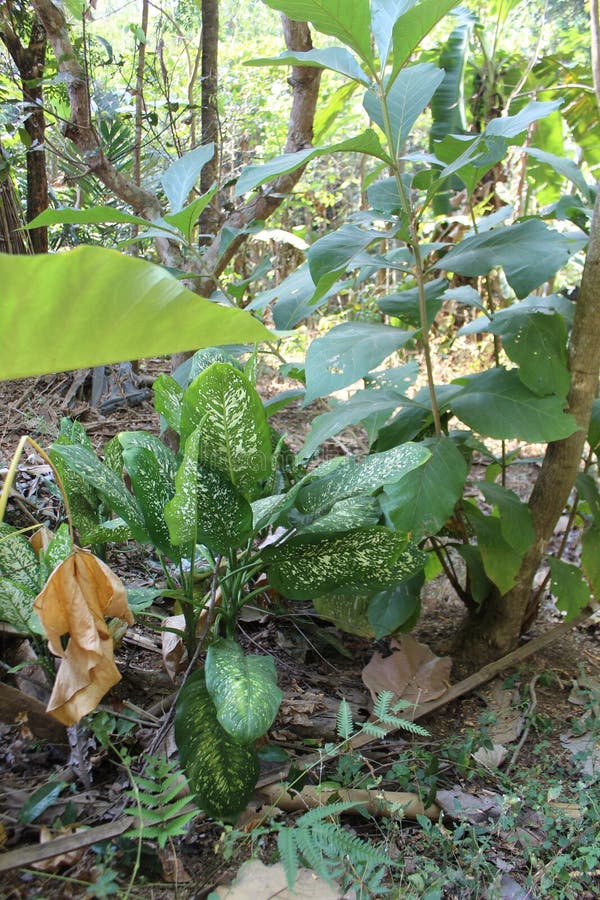 Rice Flower Falls in Indonesia Stock Image - Image of garden, hanging ...