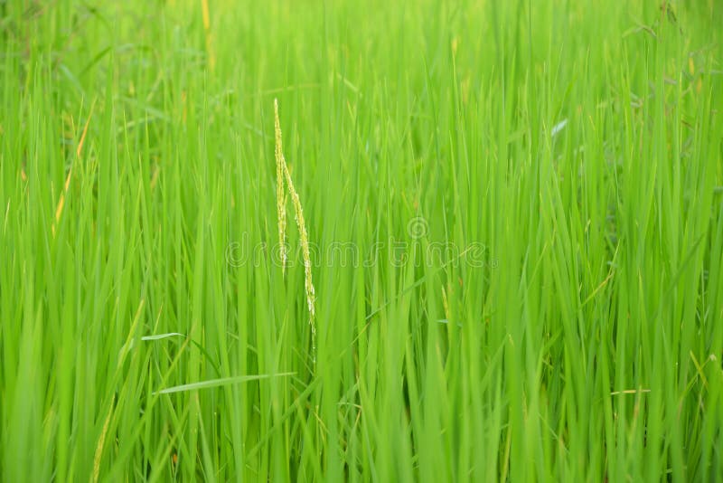 Rice flower. stock photo. Image of health, autumn, farm - 80719690