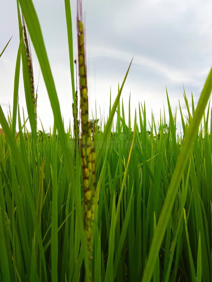 Rice Flower Ina the Middle of Paddy Field Stock Photo - Image of middle ...