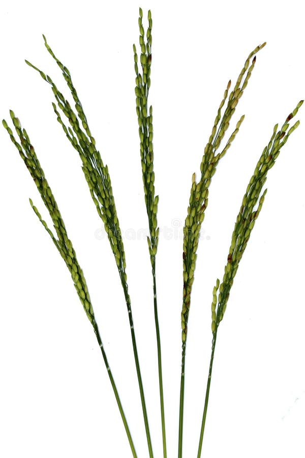 Rice stock photo. Image of freshness, flora, cereal, husk - 24156422